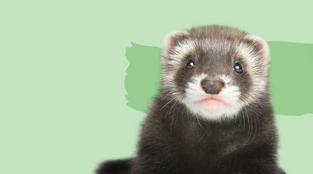 Animaux Exotiques Archives - Vet & Cie